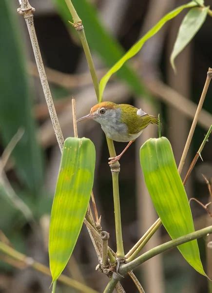 Long Tailed Tailorbird Stock Photos Royalty Free Long Tailed