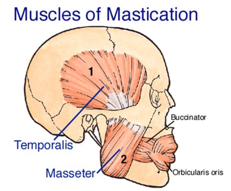 Muscles Anatomy Flashcards Quizlet