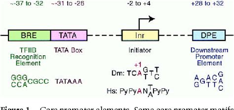 Rna Polymerase Promoter
