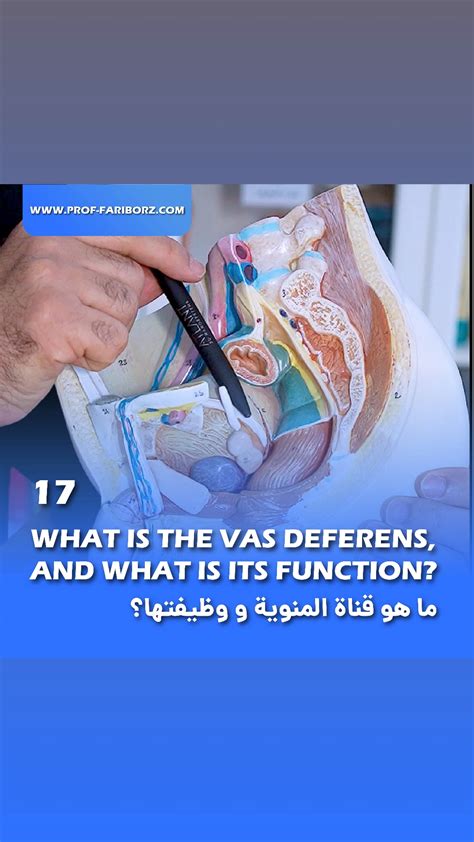 Video 17 What Is The Vas Deferens And What Is Its Function