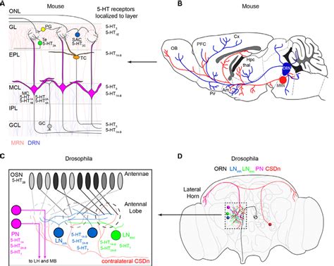 The Organization Of The Olfactory And Serotonergic Systems In Mice And Download Scientific
