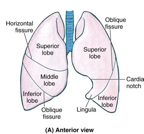 The Respiratory System Flashcards Quizlet