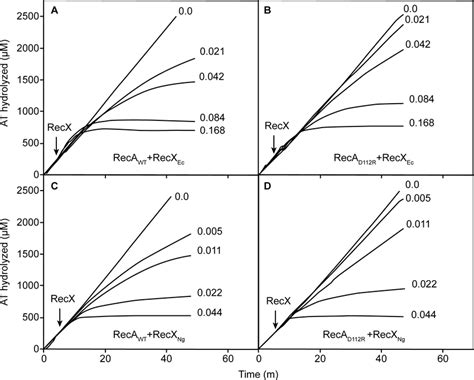 Inhibition Of Reca Mediated And Dna Dependent Atp Hydrolysis By Recx