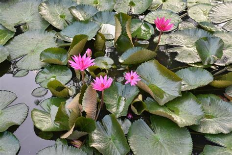 Pink Lotus Flowers In Garden Pond Stock Photo Image Of Flower Descriptive