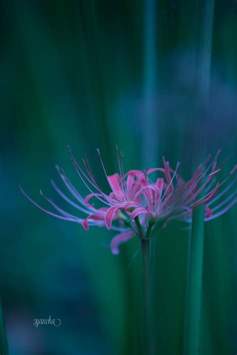 Suzuko🌳sub🍃 Suzuko2 Twitter