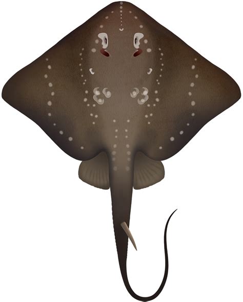 Smalleye Stingray Dasyatis Microps Marinewise