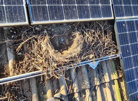 Bird Protection For Solar Panels In Sussex