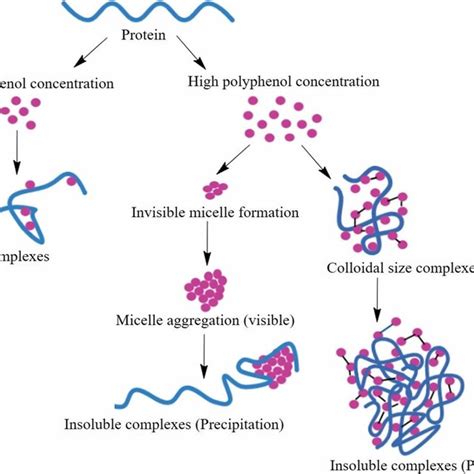 Schematic Representation Of Classification Of Phenolic Compounds
