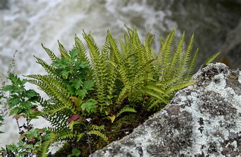 Woodsia polystichoides - Изображение особи - Плантариум