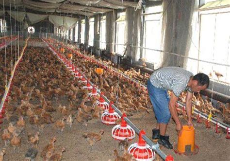 7 Keys To Raising Chickens In Deep Litter System Poultry Farming