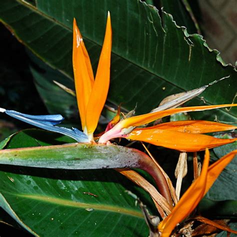 Strelitzia reginae - Wildflower Indigenous Plant Database