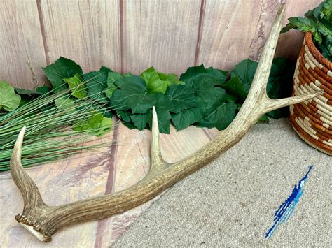 Genuine Elk Antler Decor 24 Cut Off 136bc51