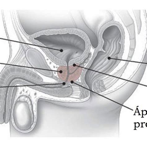 Determinação do volume prostático A Próstata normal Grau I Download Scientific Diagram