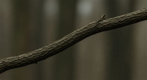 What Is The Function Of The Mucociliary Escalator And How Is It