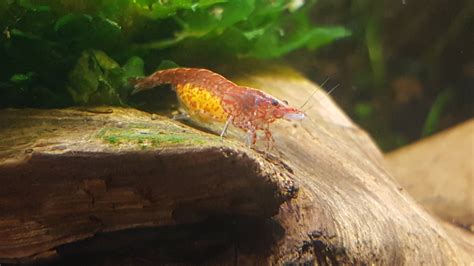 Very Pregnant Shrimp Rshrimptank