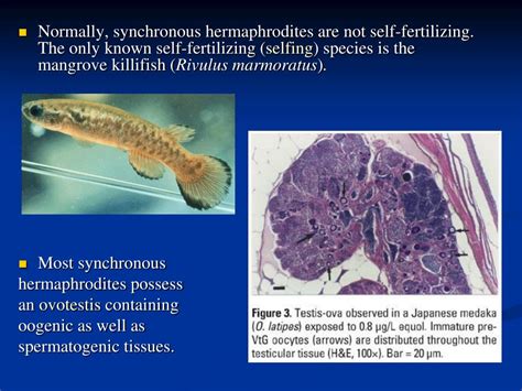 Ppt Comparative Vertebrate Reproduction Powerpoint Presentation Free