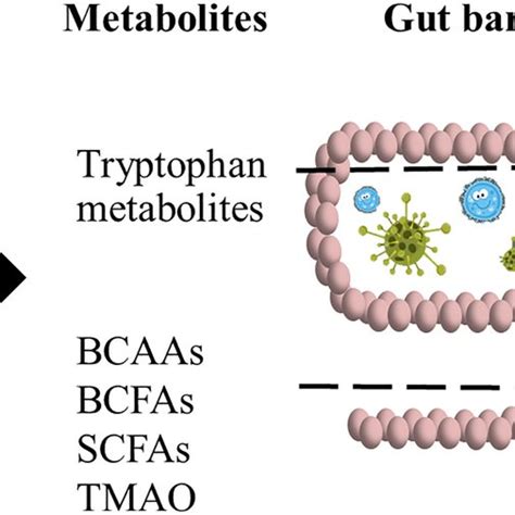 Soy Bioactive Peptides And The Gut Microbiota Modulation Request Pdf