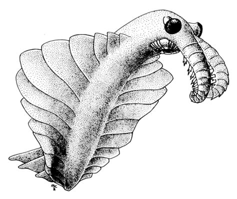 Hanon Mcshea Workshop On Molecular Evolution