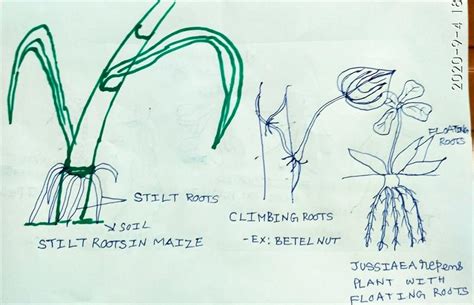Prop Roots Diagram