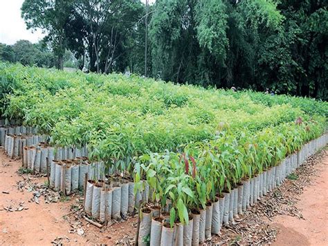 Green Forest Plants Nursery For Plantation At ₹ 21 Piece In Surat Id