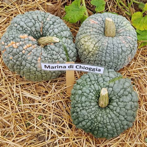 30 Green Pumpkins 💚 🎃 Discover The Best Varieties To Look For