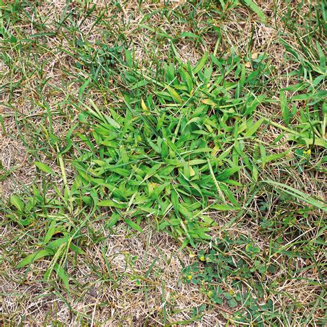 Invasive Lawn Weeds Identification