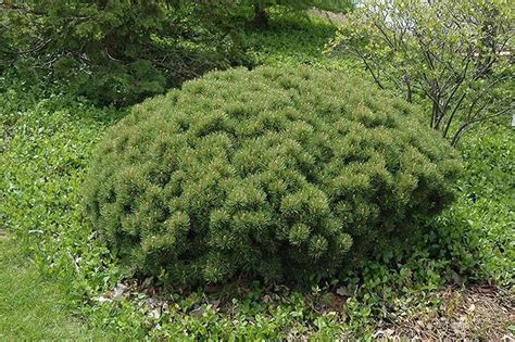 Pinus Mugo Slowmound Mugo Pine Slowmound Mugo Pine Bettys