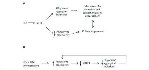 proposed model for mhtt aggregate reduction induced by pin1 a the