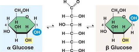 Glucosehtml 0504aglucoselinearring L