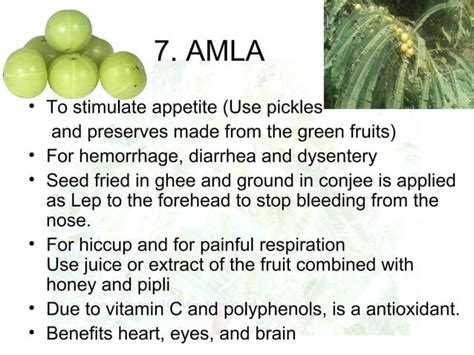 Medicinal And Aromatical Plantscultivation Of Medicinal And Aromatic