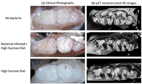 Mouse Teeth Anatomy