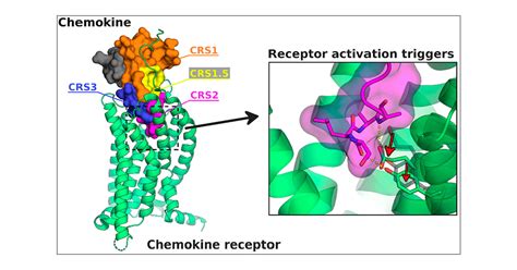 Structural Insights Into Molecular Recognition And Receptor Activation In Chemokine Chemokine
