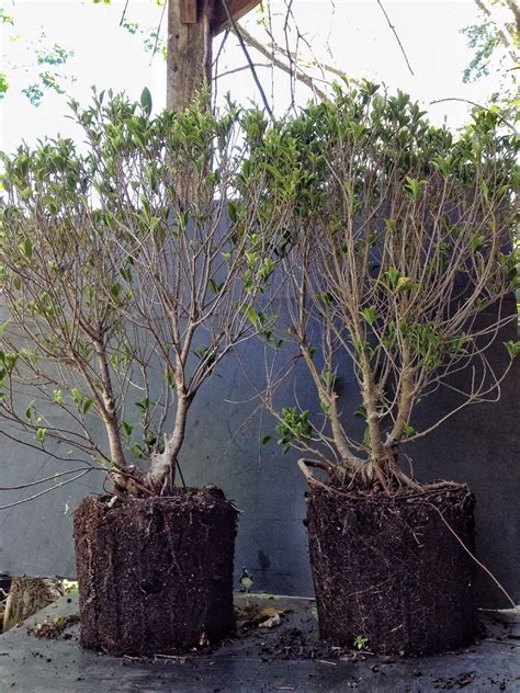 Heres A New One A Dwarf Variety Ficus Microcarpa Adams Art And