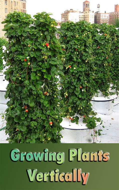 Growing Plants Vertically