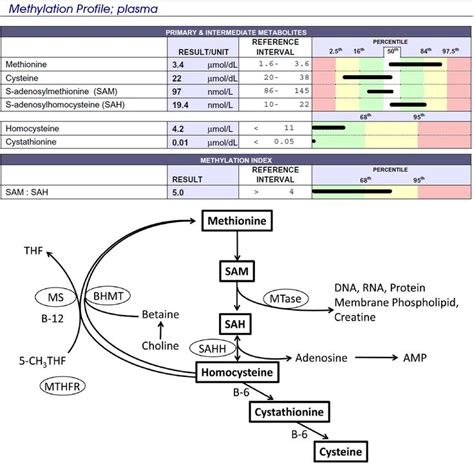 Methylation Test Guide How To Identify Undermethylation Patterns