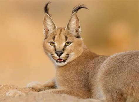 أنوبيس 𓃣 ‎أنوبيس 𓃣‎ Added A New Photo