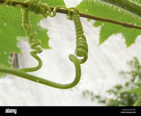 Tendrils