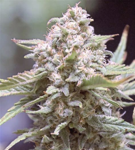 Granite Haze F Pack Speedrun Seeds