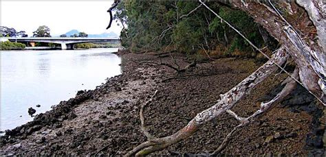 Mangroves And Sandflats