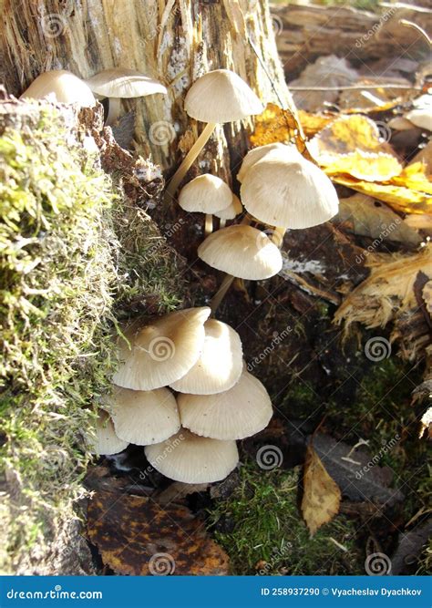 Forest Fungi Marasmius Torquescens Growing On A Rotten Tree Stump In
