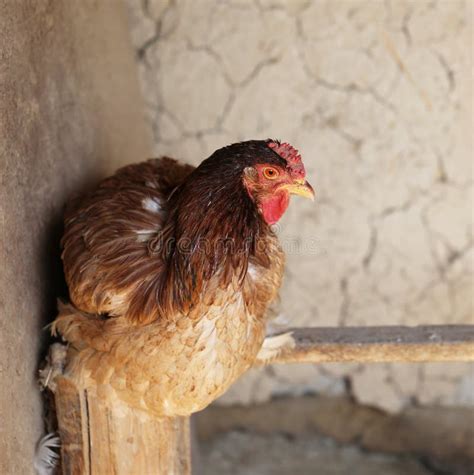 La Gallina Se Sienta En El Tablero Imagen De Archivo Imagen De Gato