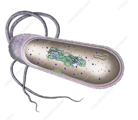 Bacterial Cell Illustration Stock Image F0224054 Science Photo