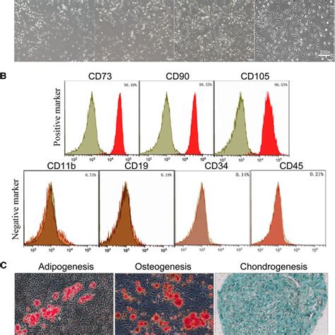 Isolation And Characterization Of Mouse Bone Marrow Derived Mesenchymal Download Scientific