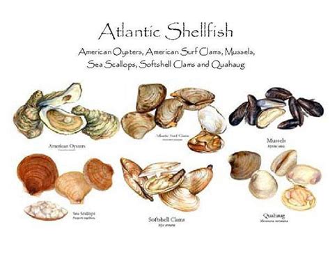 Atlantic Shellfish Charting Nature