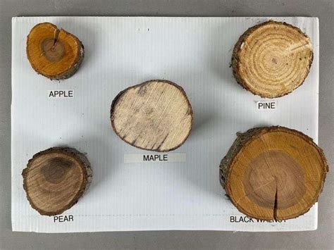 Group Of 5 Tree Crosscuts Matthew Bullock Auctioneers