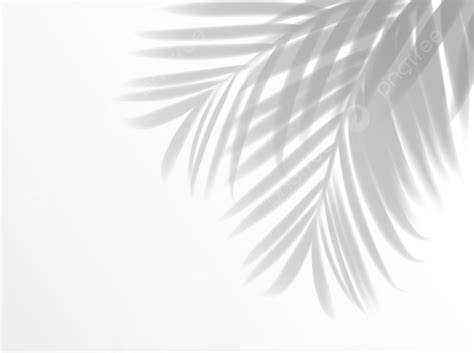 Palm Leaf Shadow Vector Hd Images Golden Palm Leaf An Vrogue Co