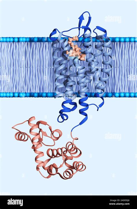 Opioid Receptor Protein In Membrane Illustration Opioid Receptor