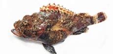 宇和海の魚 サツマカサゴ
