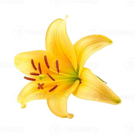 Free Jaune Lilly Fleur Isolé Illustration Ai Génératif 23207267 Png