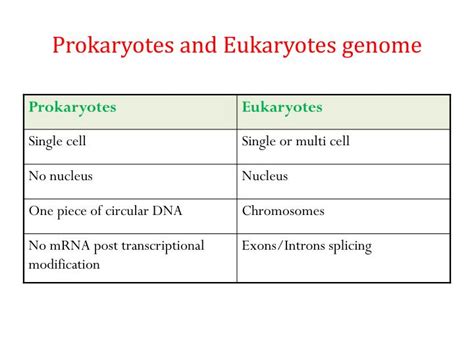 Ppt The Genome Of Prokaryotes And Eukaryotes Nuclear And